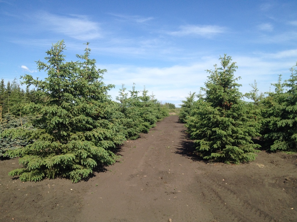 Tree Sales – Earthwood